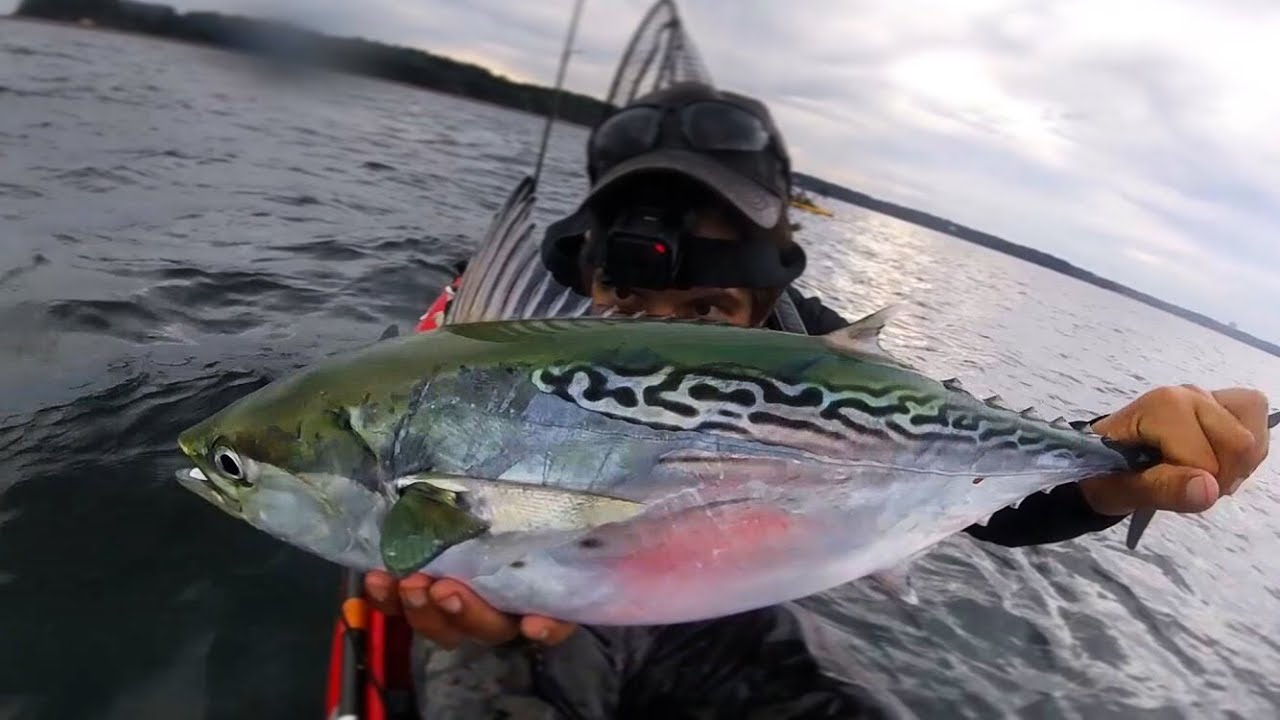 An OBSESSIVE Fishery! False Albacore Are AWESOME! - YouTube