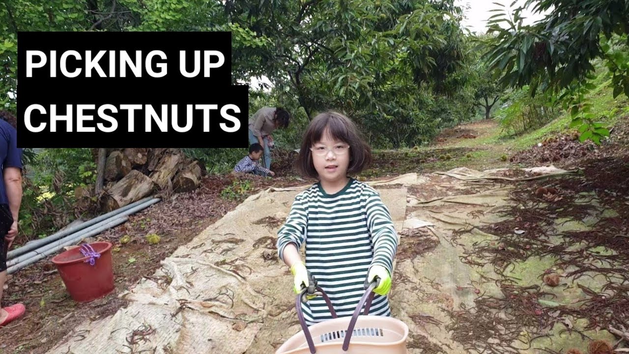 [4K] Picking up chestnuts with family at countryside / 가족과 함께 밤 줍기 ...