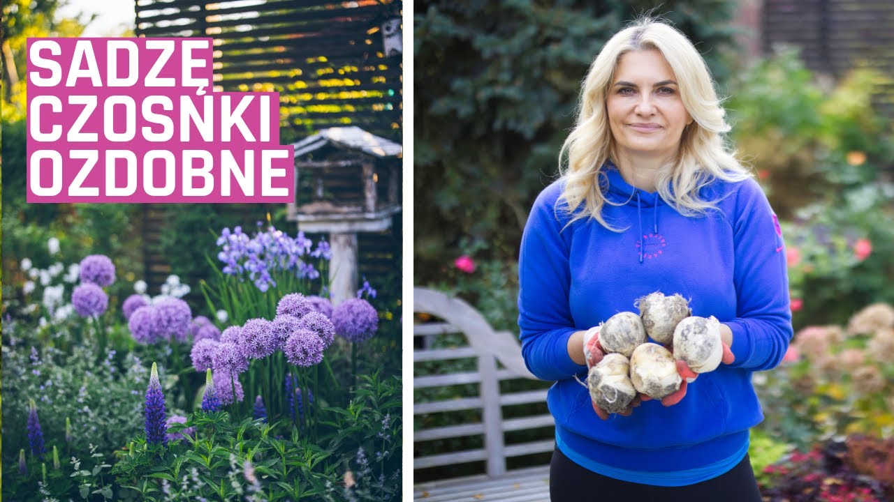 Sadzę czosnki ozdobne i hiacynty - jesienne prace w ogrodzie - YouTube