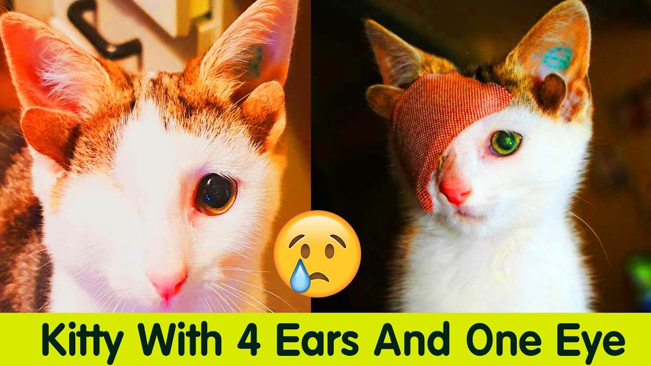 Heartwarming Tale: Four-Eared, One-Eyed Kitty Finds Happiness in ...