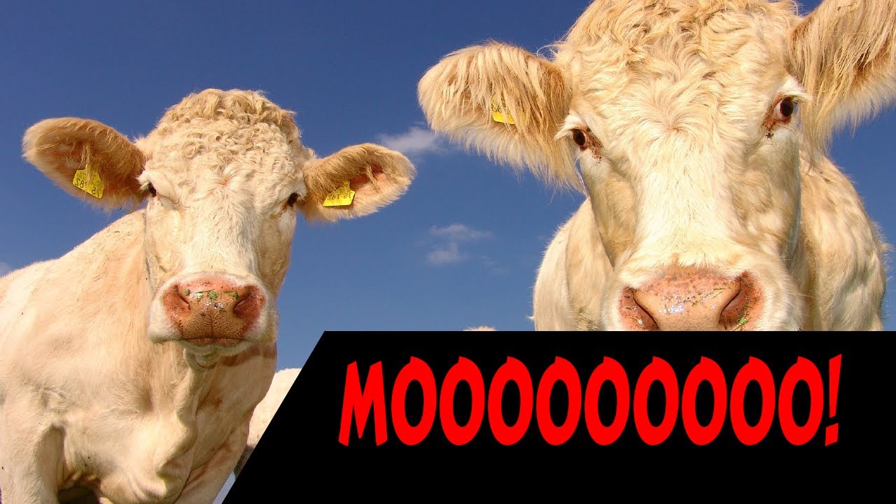 r/EntitledPeople | MOOOOOOOOOO - YouTube