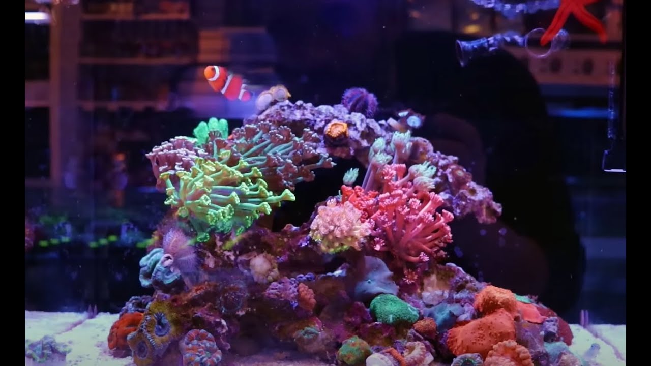 We Setup a Nano Reef from Reef Casa - YouTube