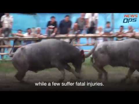 Buffalo Fighting Samui Island Thailand - YouTube