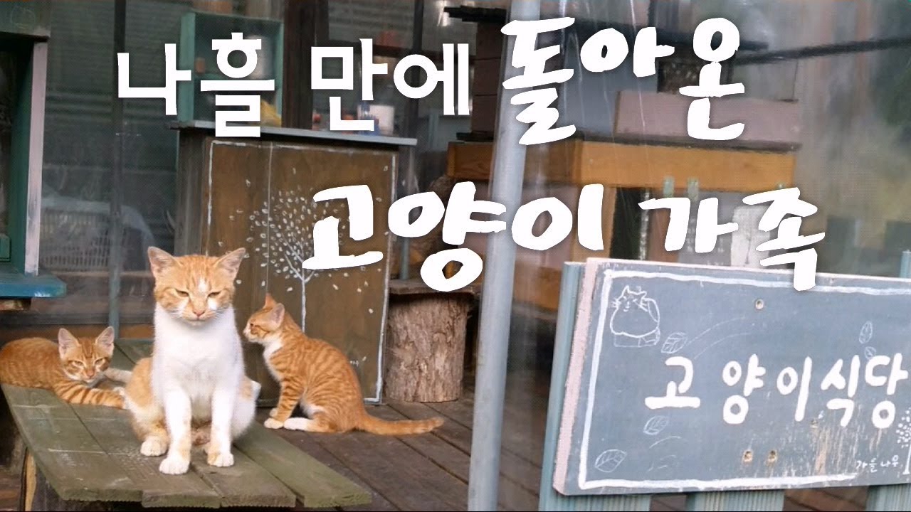 구름 바람 고양이들 62화 고양이 가족의 가출 무정한 길고양이 이불 밖은 위험해 낙엽 밟기 Youtube