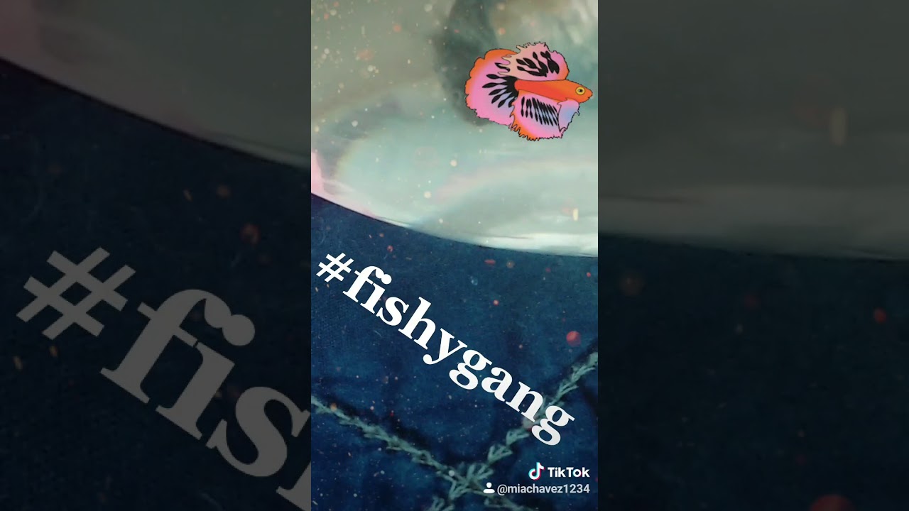 Fishy gang - YouTube