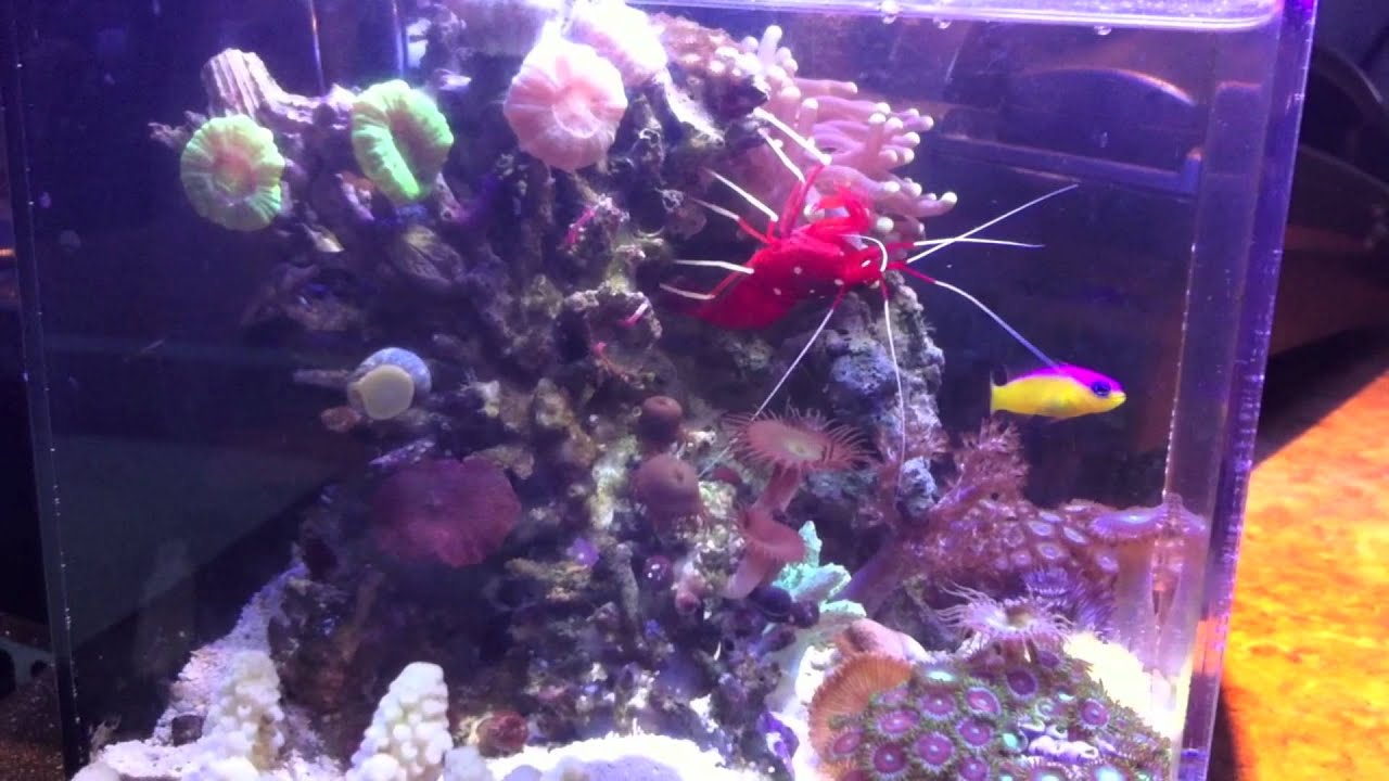 Visit to Fish Gallery Houston - YouTube