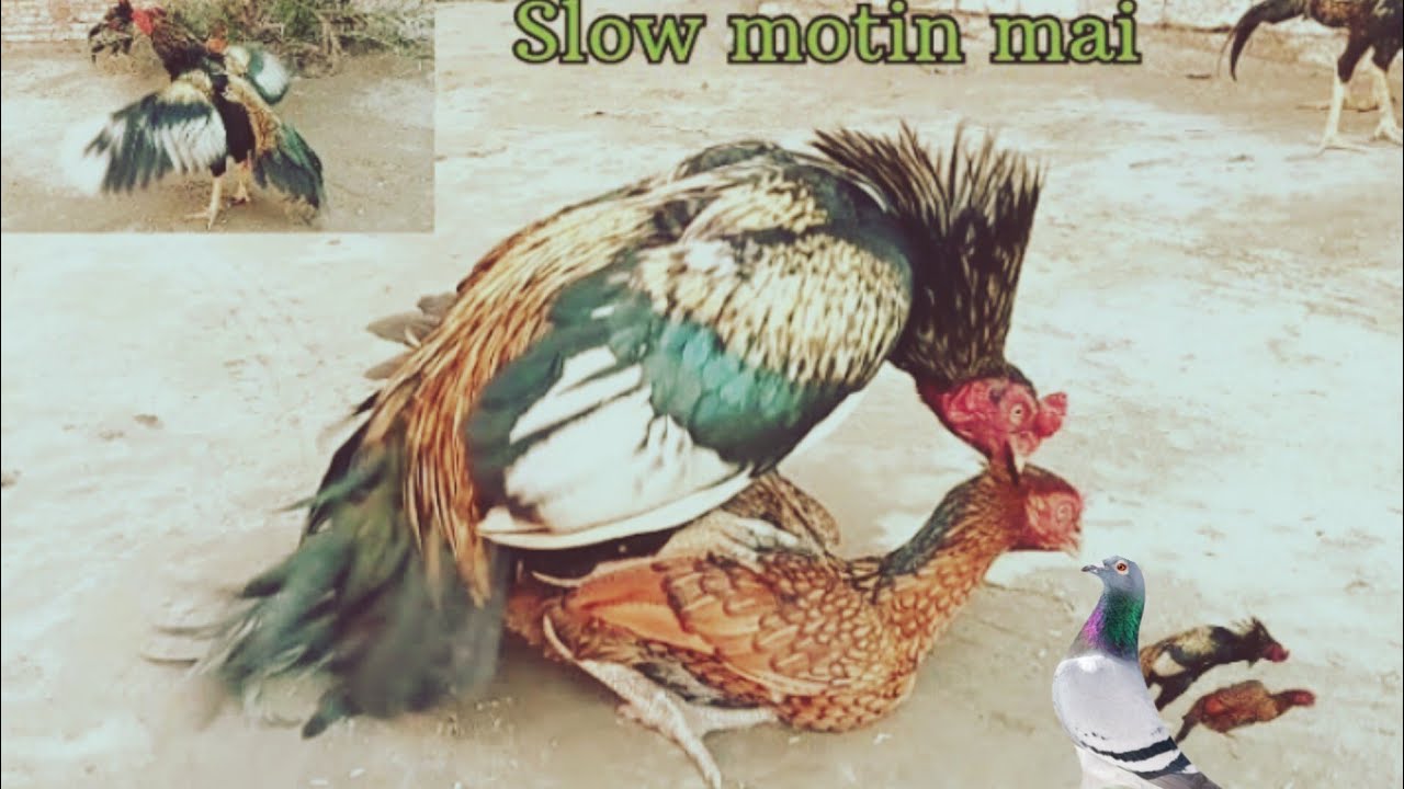 Asil chicken Chicken breed Birds | Rooster Breeding With Hen In Slow ...