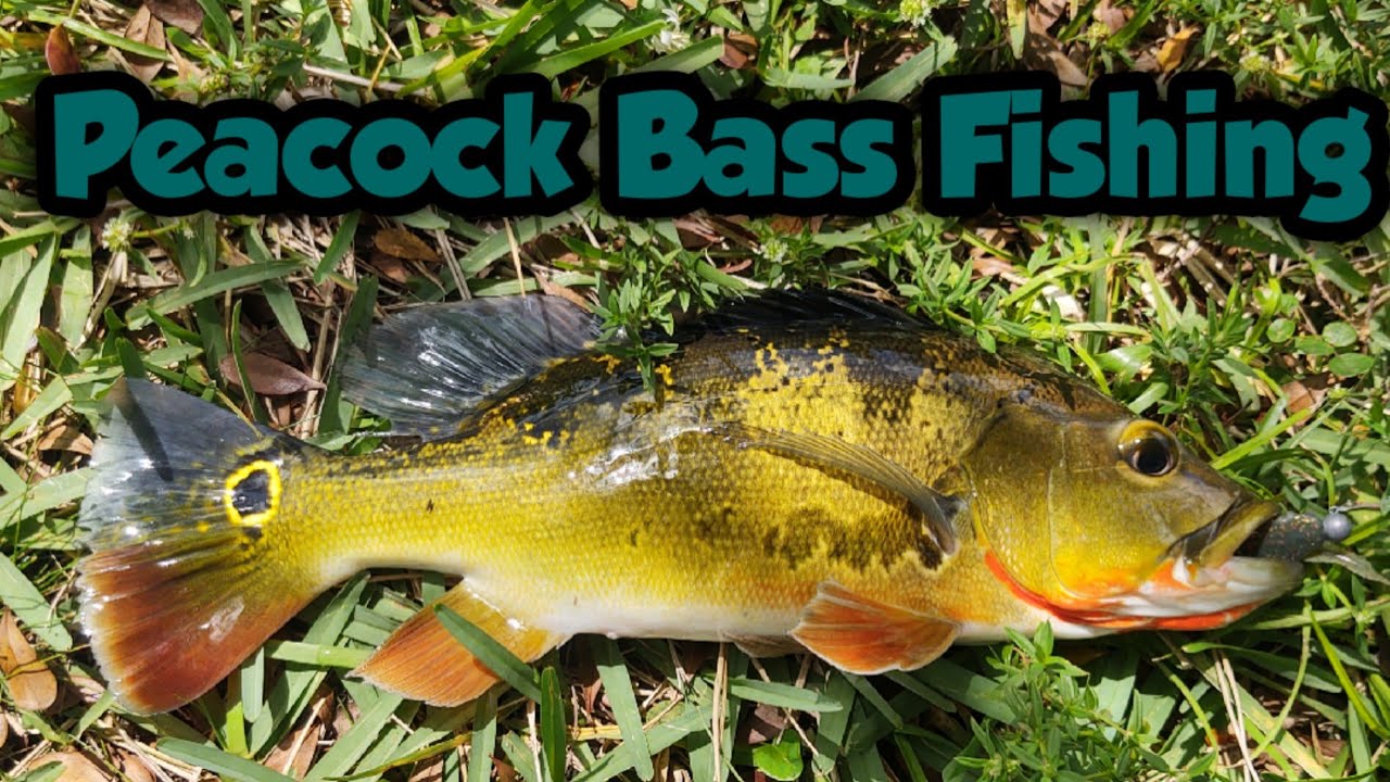 I Left the Peacocks Biting | Peacock Bass Fishing - YouTube
