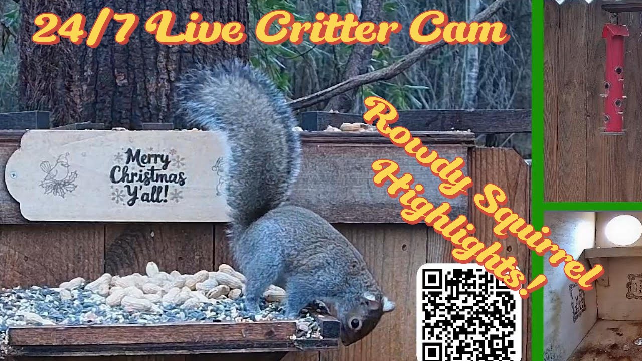 Squirrel Highlights From 24/7 Live Critter Cam Wildlife Stream - YouTube
