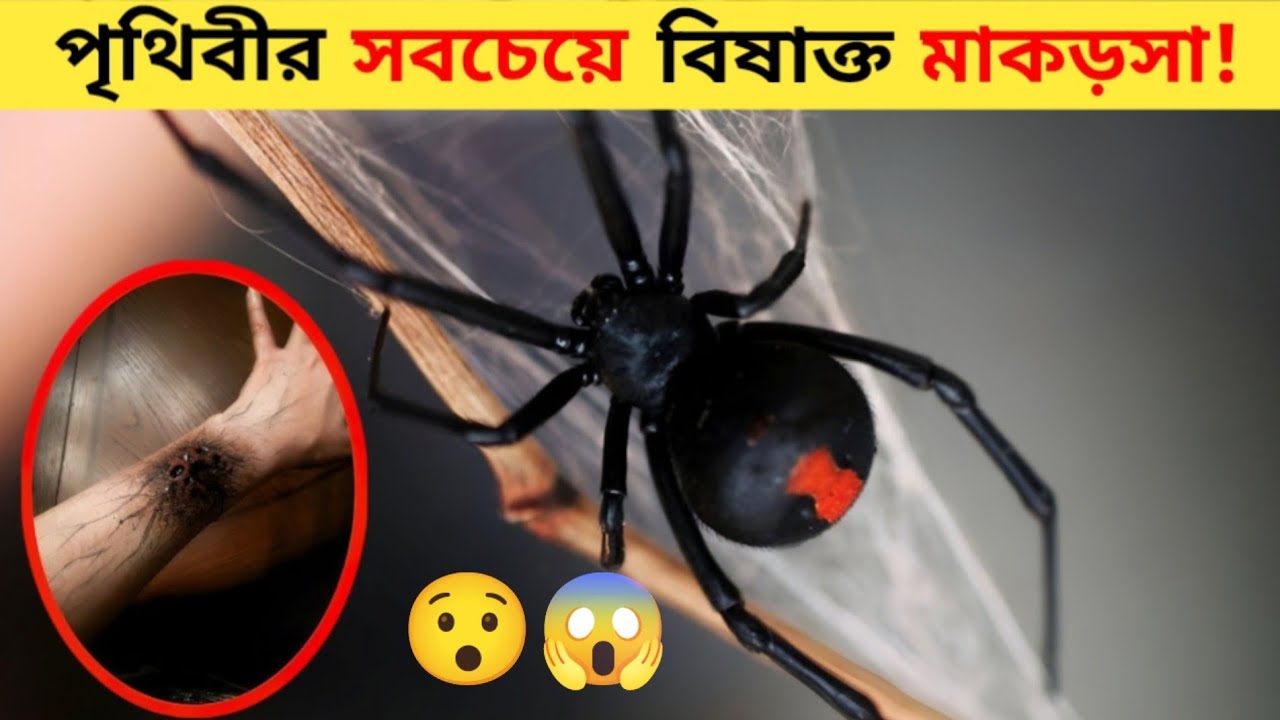 ট্যারান্টুলা নয়, এটিই বিশ্বের সবচেয়ে বিষাক্ত মাকড়সা! || Australian Redback Spider Facts🕷️🕷️ ...