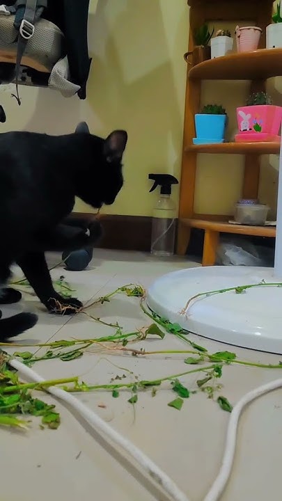 Only need Catnip, don't need anything else. 😌 #igloo #cat #mylittleworldmylittlehappiness#catnip ...