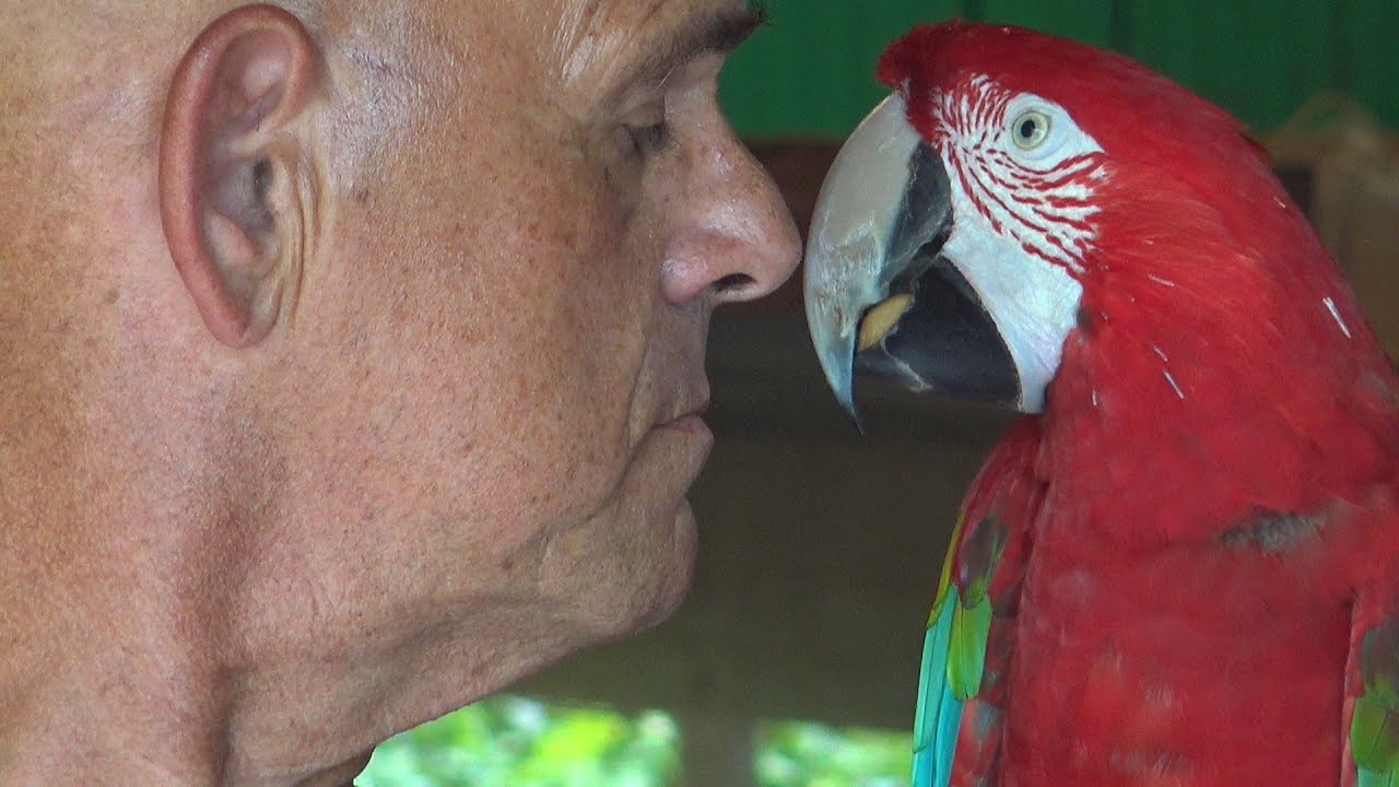 Strange Parrot Trick ... - YouTube