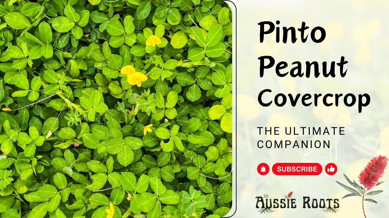 The PINTO PEANUT - An Awesome Cover Crop to Transform Your Garden - My ...