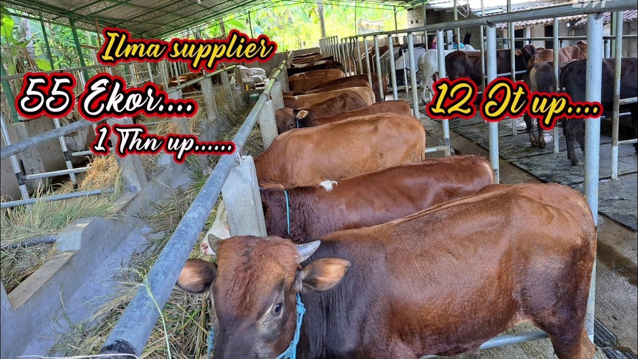 55 Ekor Sapi usia 1 thn up...30 Agustus 2022.Dari kandang ilma supplier ...