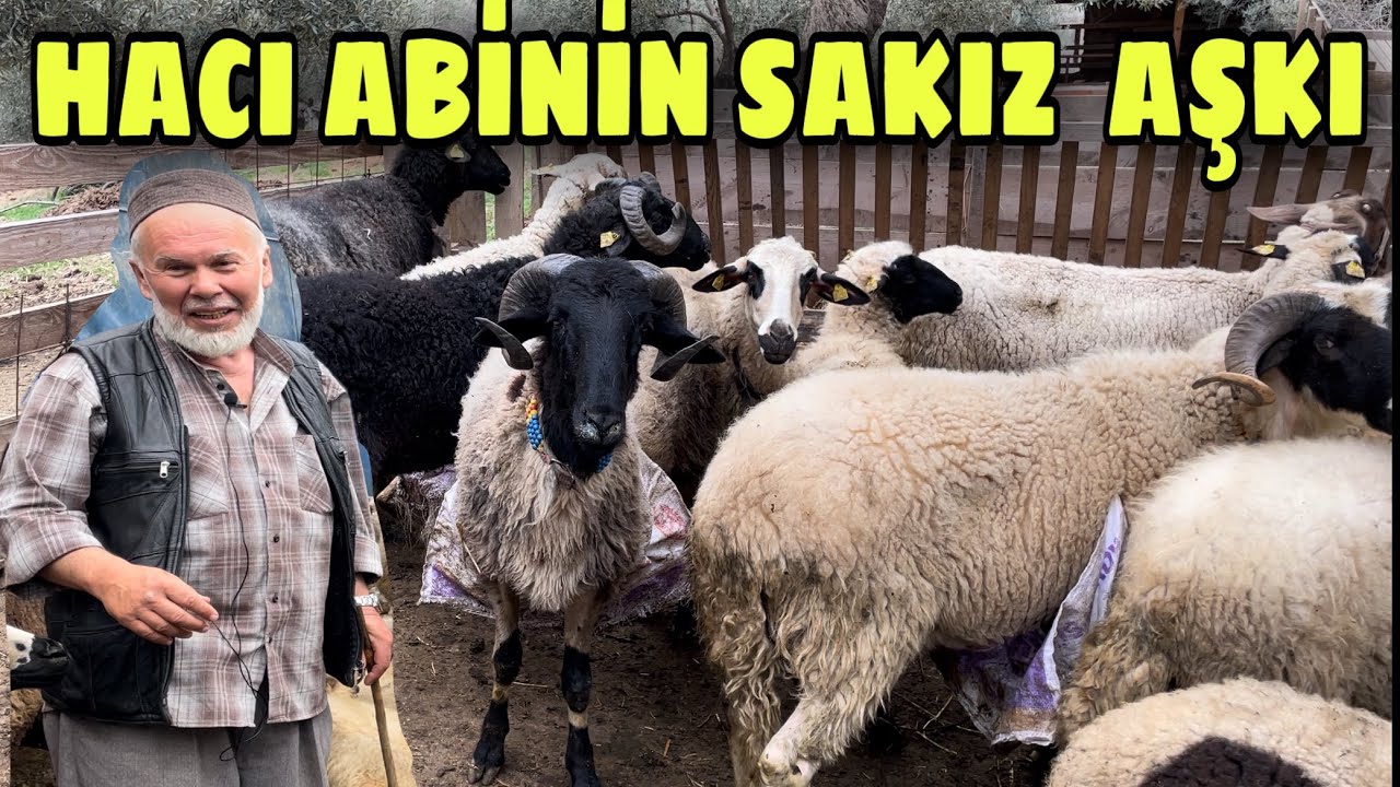 YOK BÖYLE BİR KOYUN ~ SÜT HARİKASI SAKIZ KOYUNU - YouTube