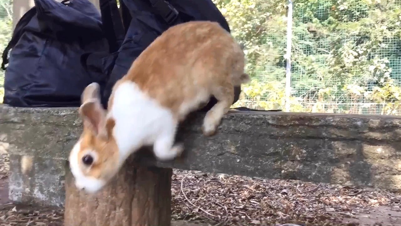 Rabbit jumps from a high place and lands with flying colors - YouTube