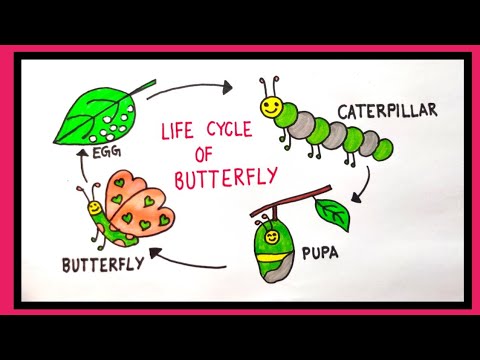 life cycle of butterfly drawing|how to draw lifecycle of butterfly ...