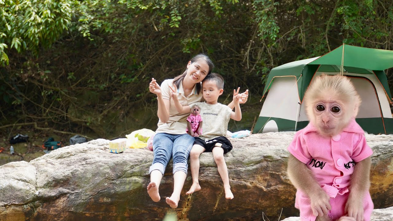 Baby monkey Abi and his family went camping at a super beautiful stream ...