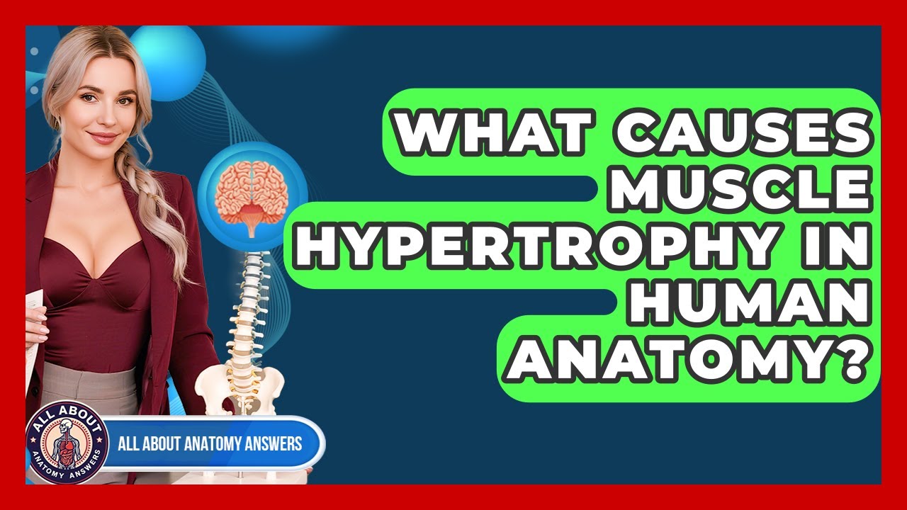 What Causes Muscle Hypertrophy In Human Anatomy? - All About Anatomy ...