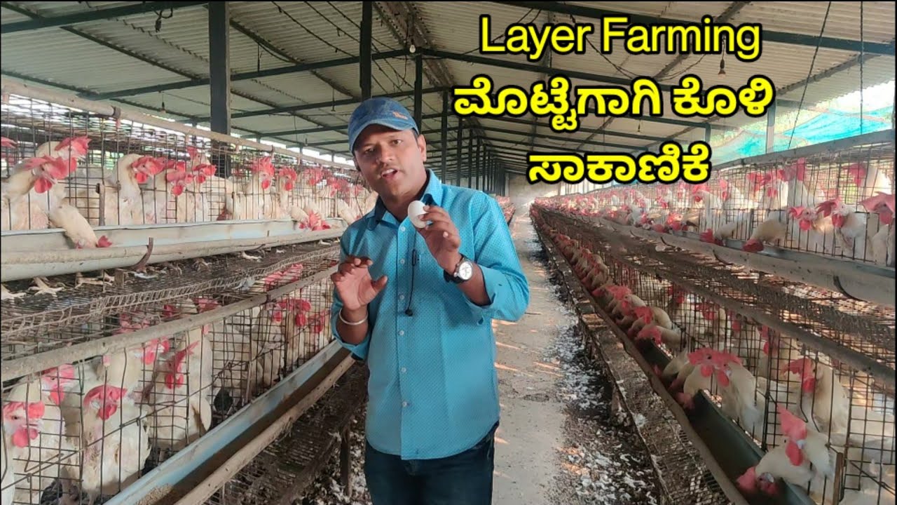 Layer Poultry Farming for Eggs ಮೊಟ್ಟೆಗಾಗಿ ಕೋಳಿ ಸಾಕಾಣಿಕೆ - YouTube