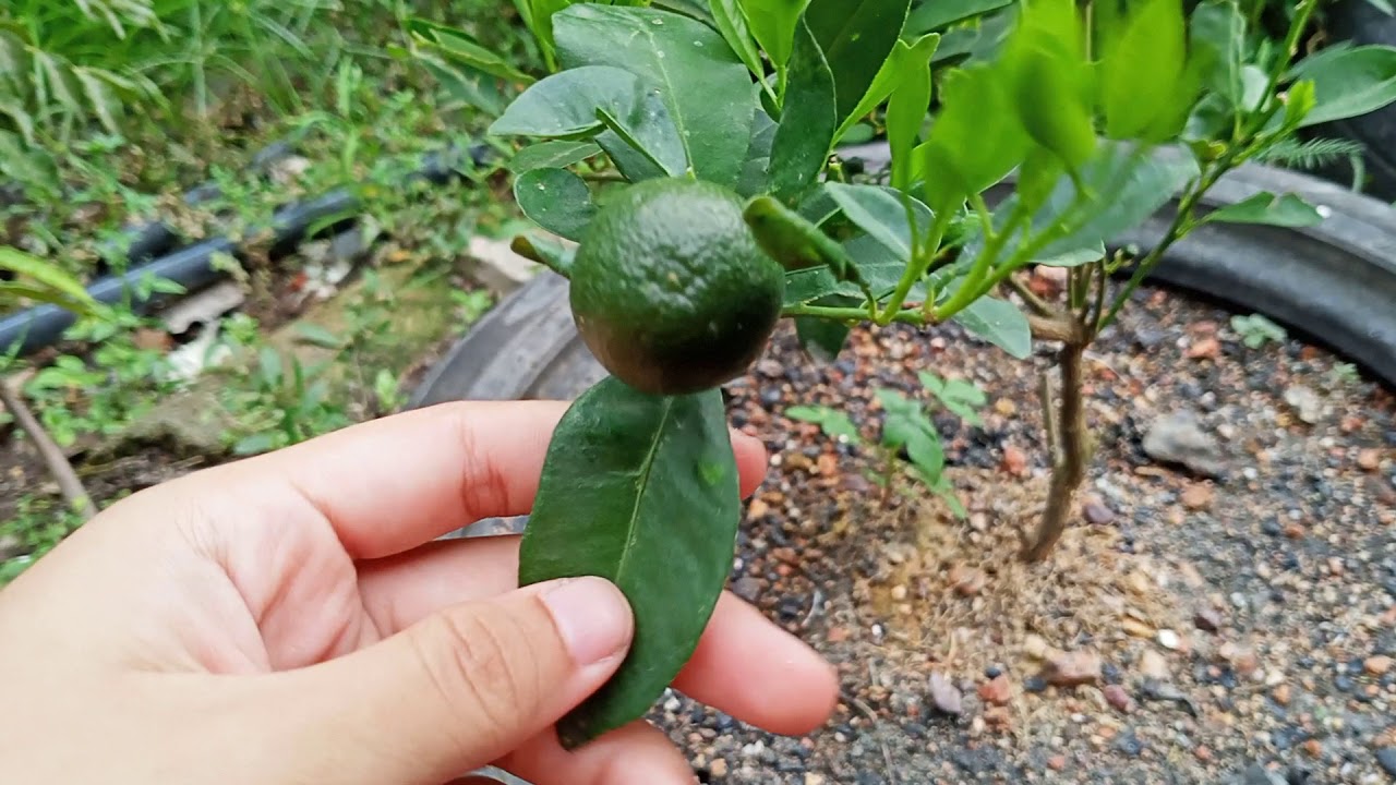 Citrus Microcarpa (Calamansi Plant) - YouTube