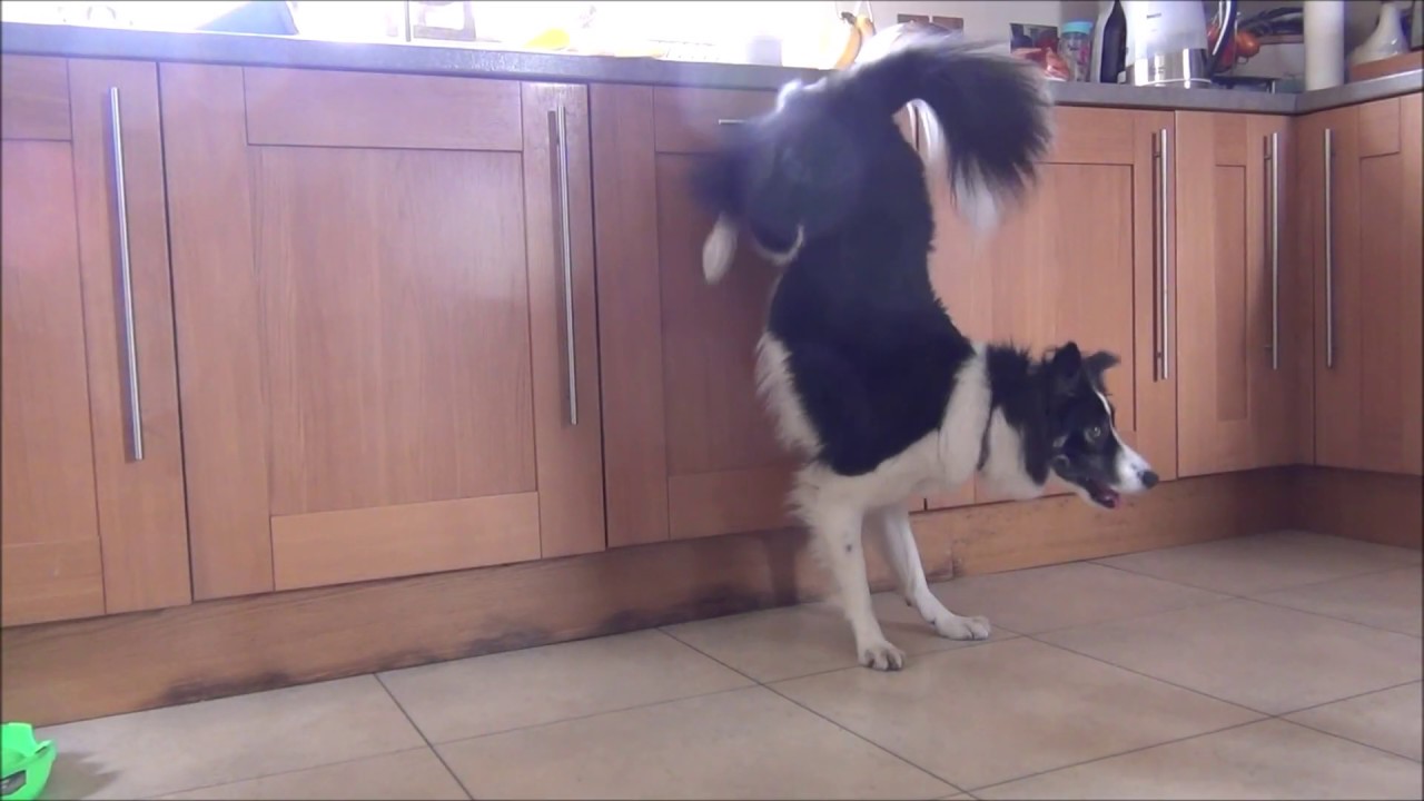 Border Collie Tricks and Training - Star 3 years on - YouTube