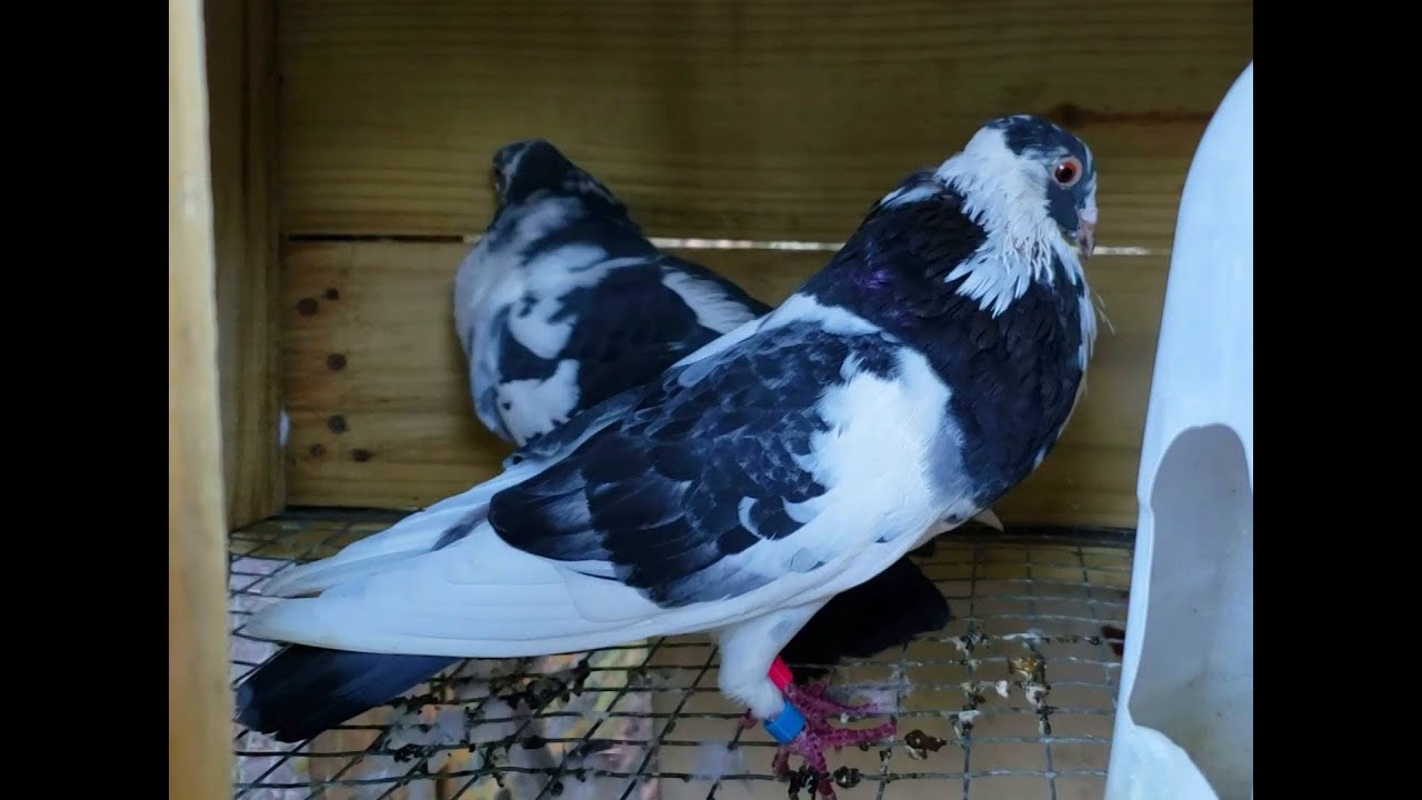 Cuban Pouter - Morrillero Cross Hen - YouTube