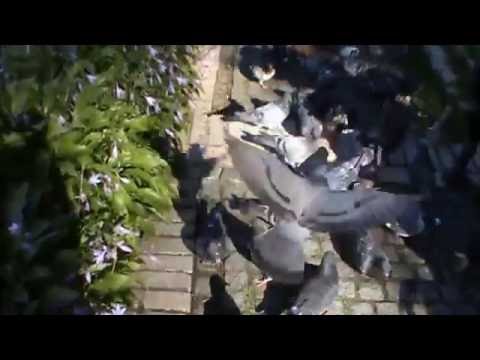 Природа. Цветы и голуби в Божественном саду.  Nature. Flowers and doves in God's garden.