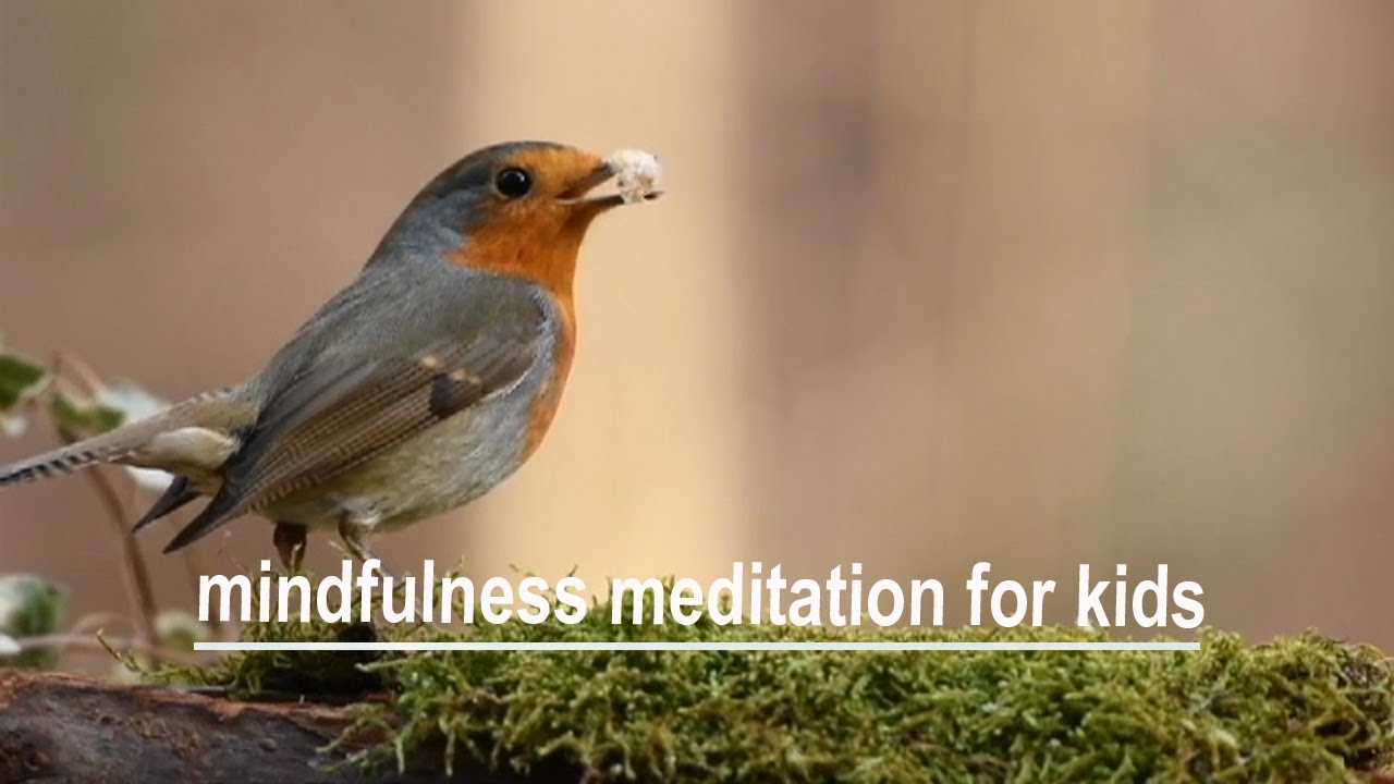 Robin meditation music | meditation series - YouTube
