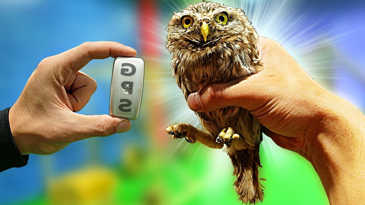 We have put a GPS tracker on the OWL! What has come of it? - YouTube