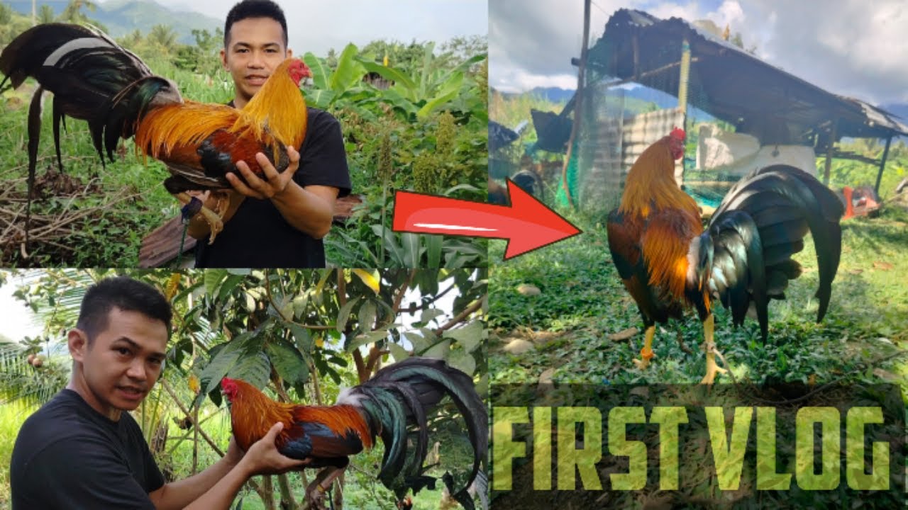 A Backyard Secret Breeders from Sogod Southern leyte GameFowl - YouTube