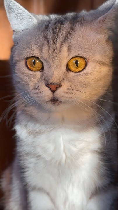🥰#Мила 🥹 ️скоро котятки, дарим бесплатно🥹 #кисуня #cat #kittycat #music ...