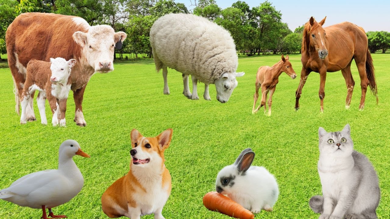 Explore the Fascinating World of Farm Animals: Cow, Chicken, Duck, Goat ...