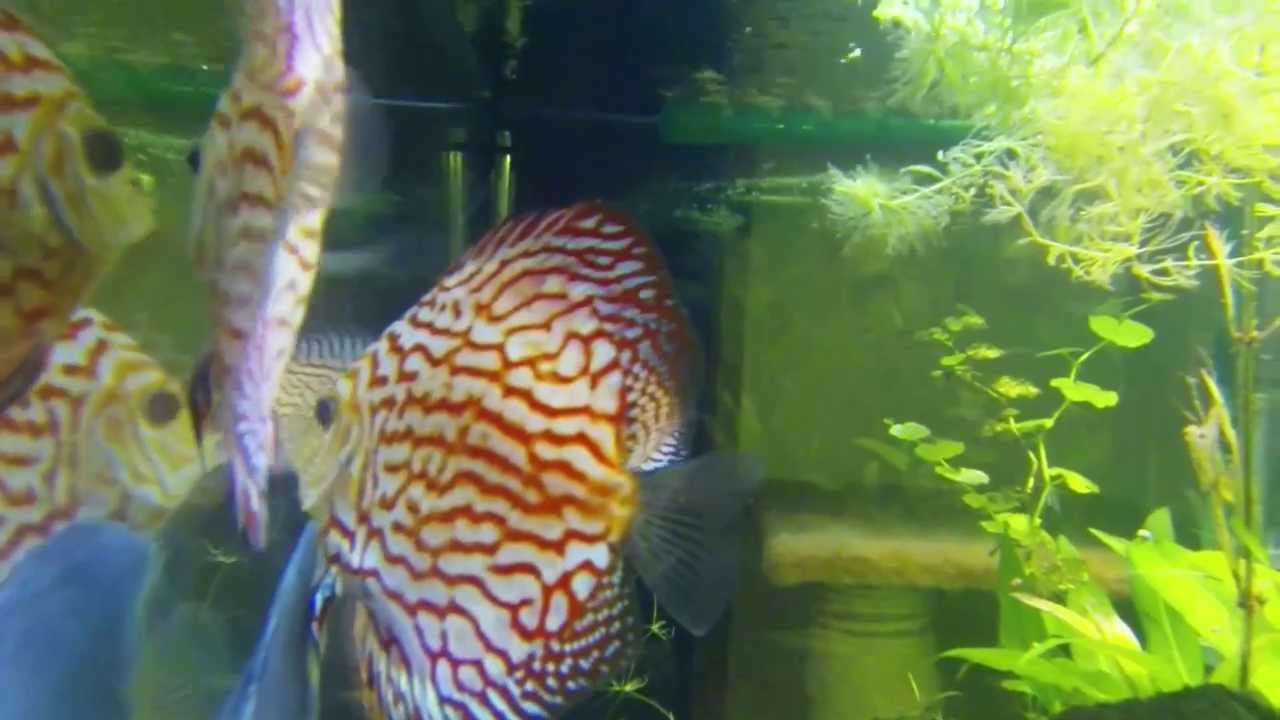 Zu Besuch bei den Discus - YouTube
