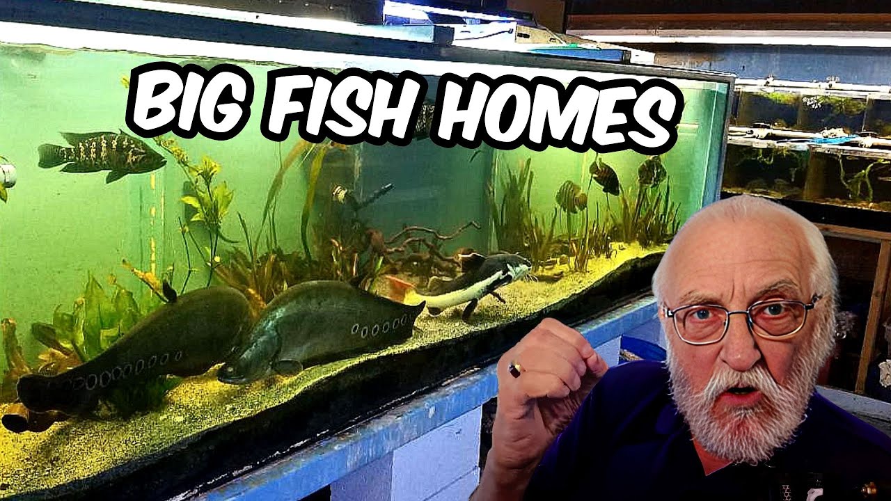 See What Happens When You Give Big Fish the Ultimate Aquarium - YouTube