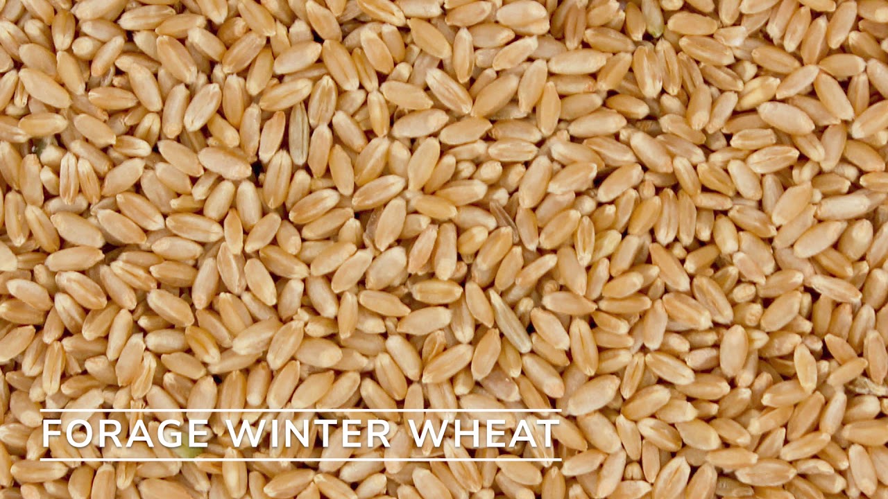 Forage Winter Wheat - YouTube