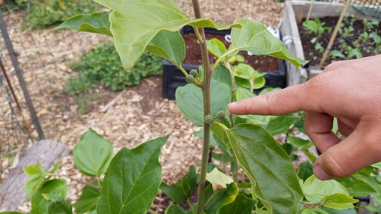 Che (Chinese watermelon berry) flowers - YouTube