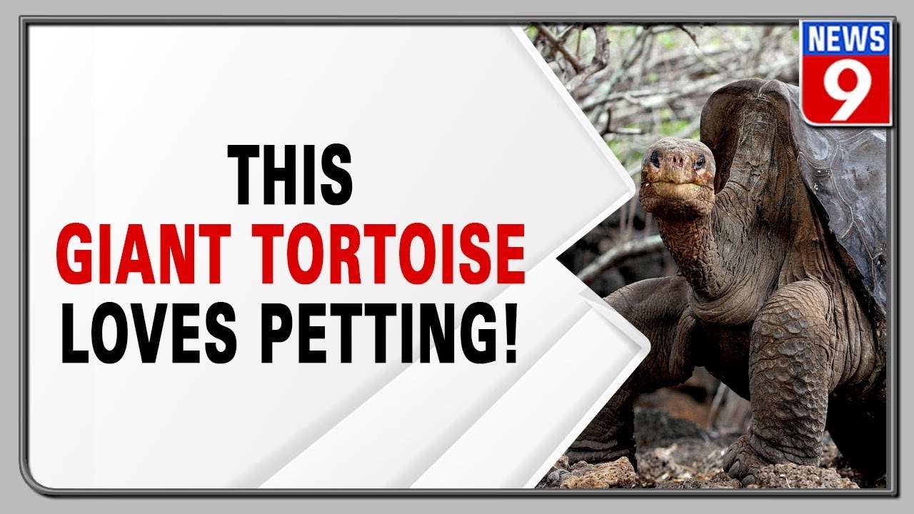 Watch the video of a giant tortoise being petted - YouTube