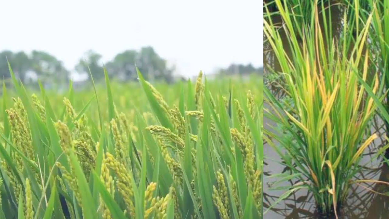 How To Manage Sulphide Injury / Toxicity In Rice | Farming Inspirations ...