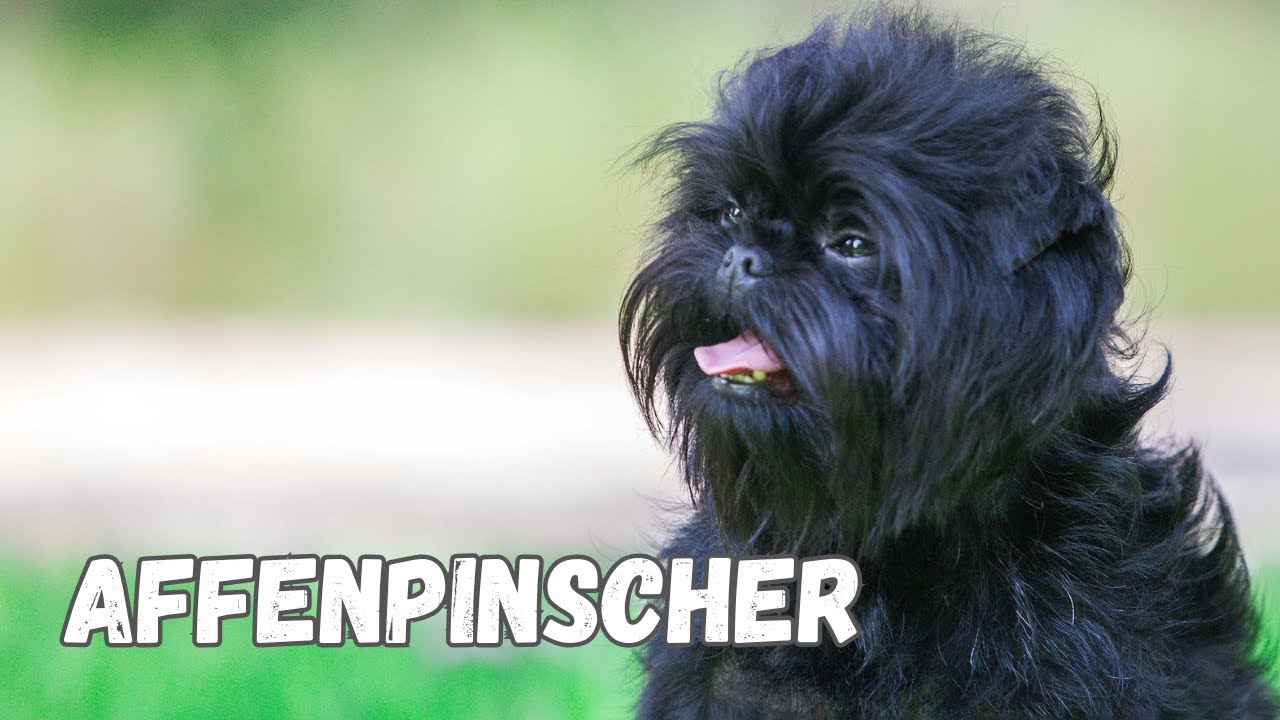 Meet the Affenpinscher: The Monkey Dog! - YouTube