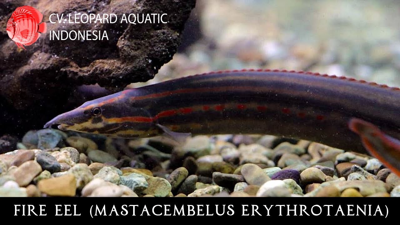 Mastacembelus erythrotaenia. The hot FIRE eel! (Leopard Aquatic G005A) - YouTube
