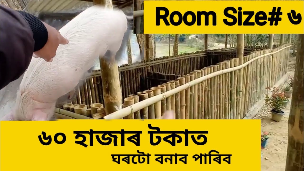 pig farm in assam/ ৬০‌ হাজাৰ টকাত/pig farming in assam - YouTube