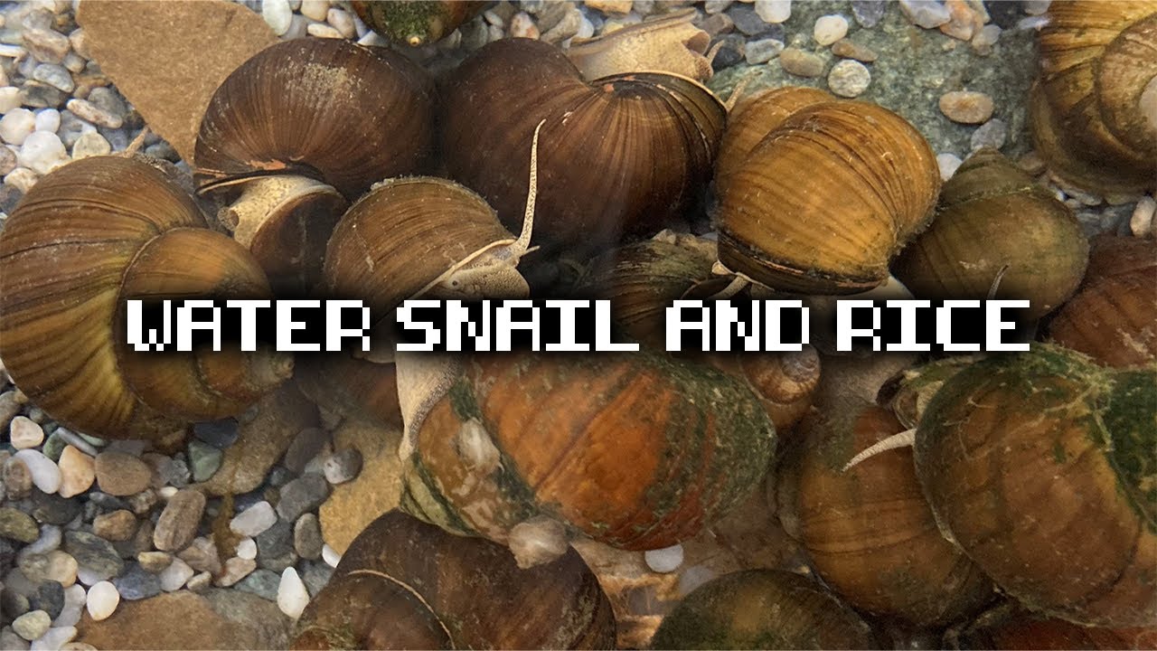 Black Banana Boom Boom - "Water Snail and Rice" (Official Music Video ...