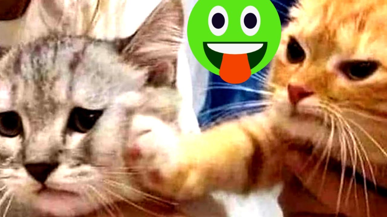 Cats Being Hilariously Derpy: You Won't Stop Laughing! - YouTube