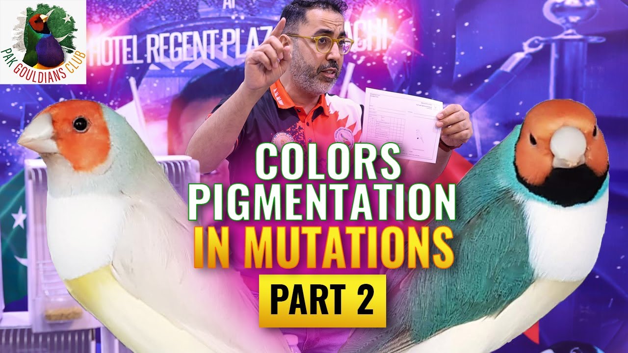 Colors Pigmentation in Mutations of Gouldian | Workshop part 2 | by Eng ...