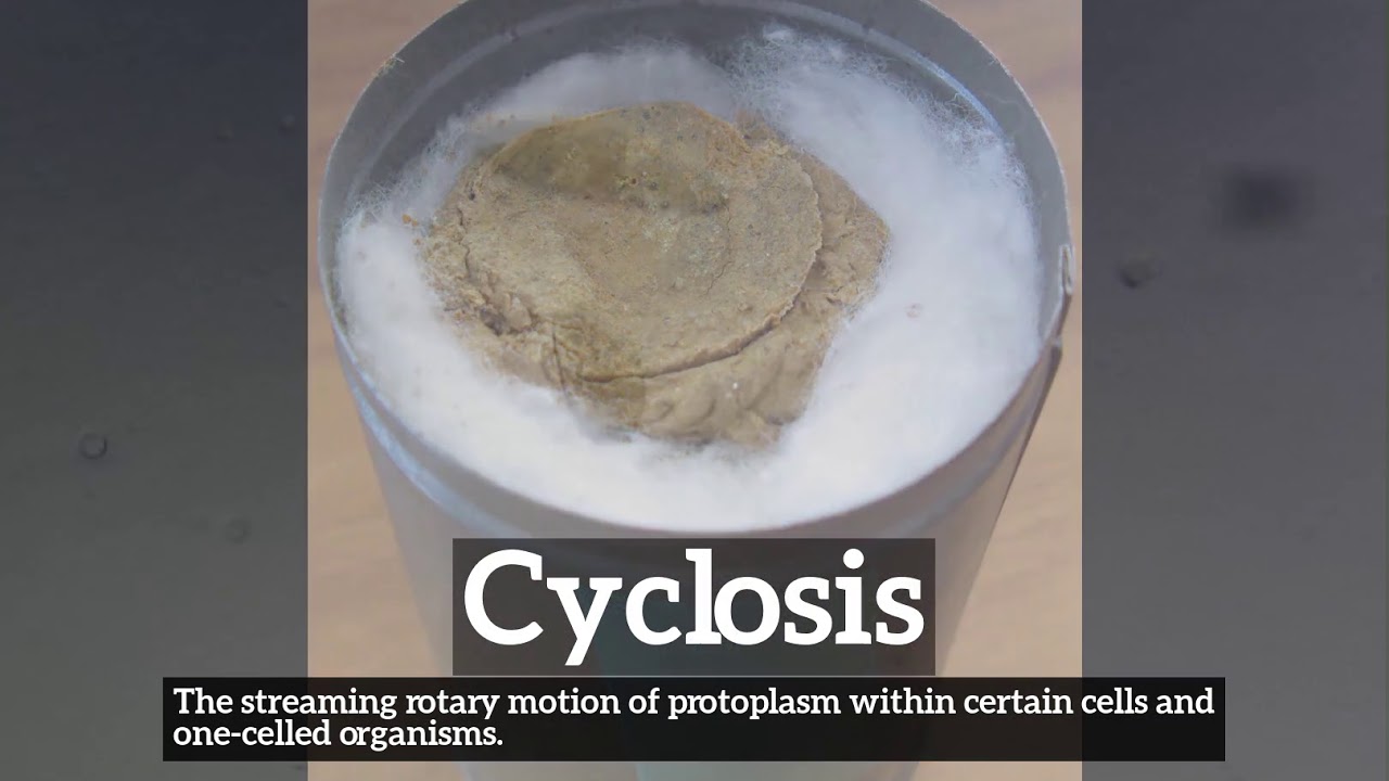 How Does Cyclosis Look? | How to Say Cyclosis in English? | What is ...