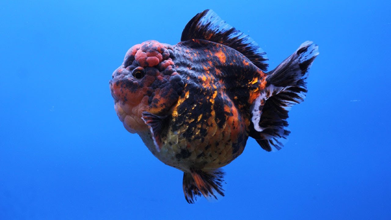 The most beautiful goldfish In farm - YouTube