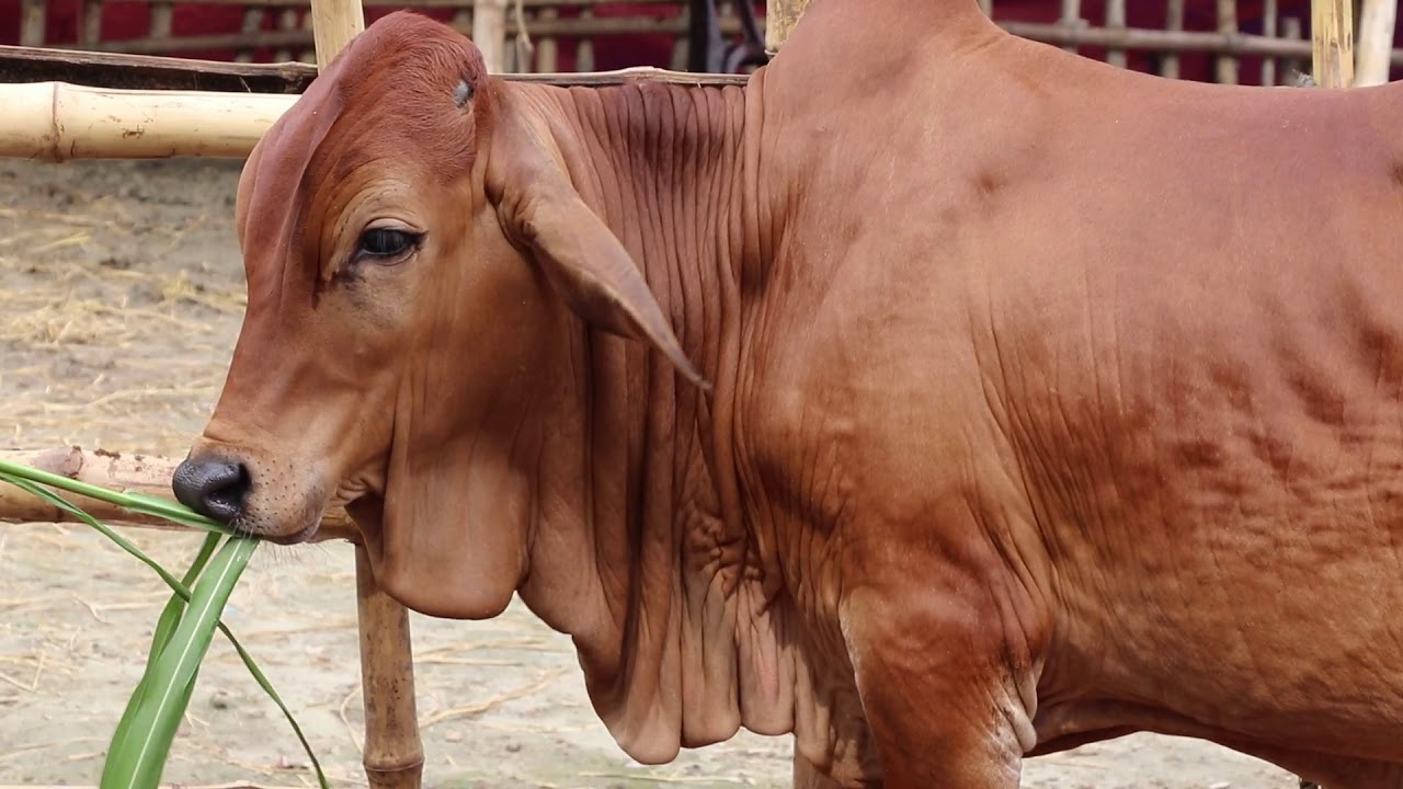 Sahiwal Bull It is perfect for natural breeding।01742082521 - YouTube