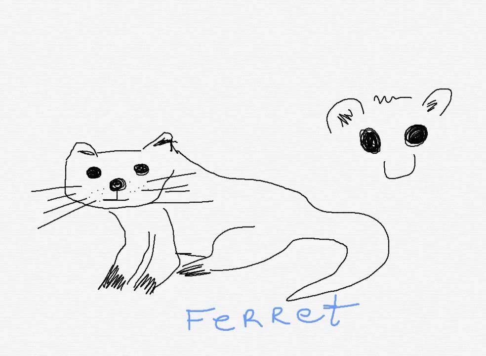 Let's draw ferrets - YouTube