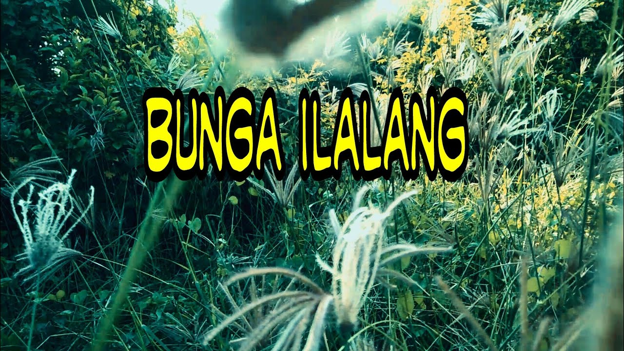 bunga ilalang #zptpro #bungailalang #bunga - YouTube